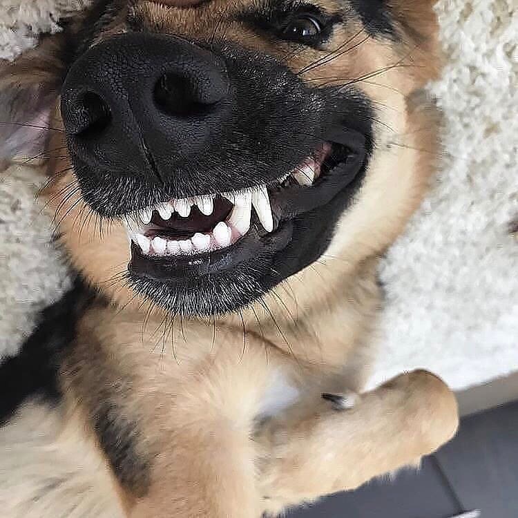 一大波小奶狗来袭 -- 眼界，放眼世界