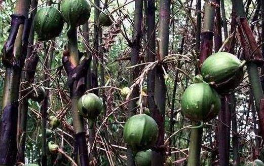 男子上山挖野菜发现竹子结果了,告诉了村民们,结果让他傻了眼 360娱乐,你开心就好